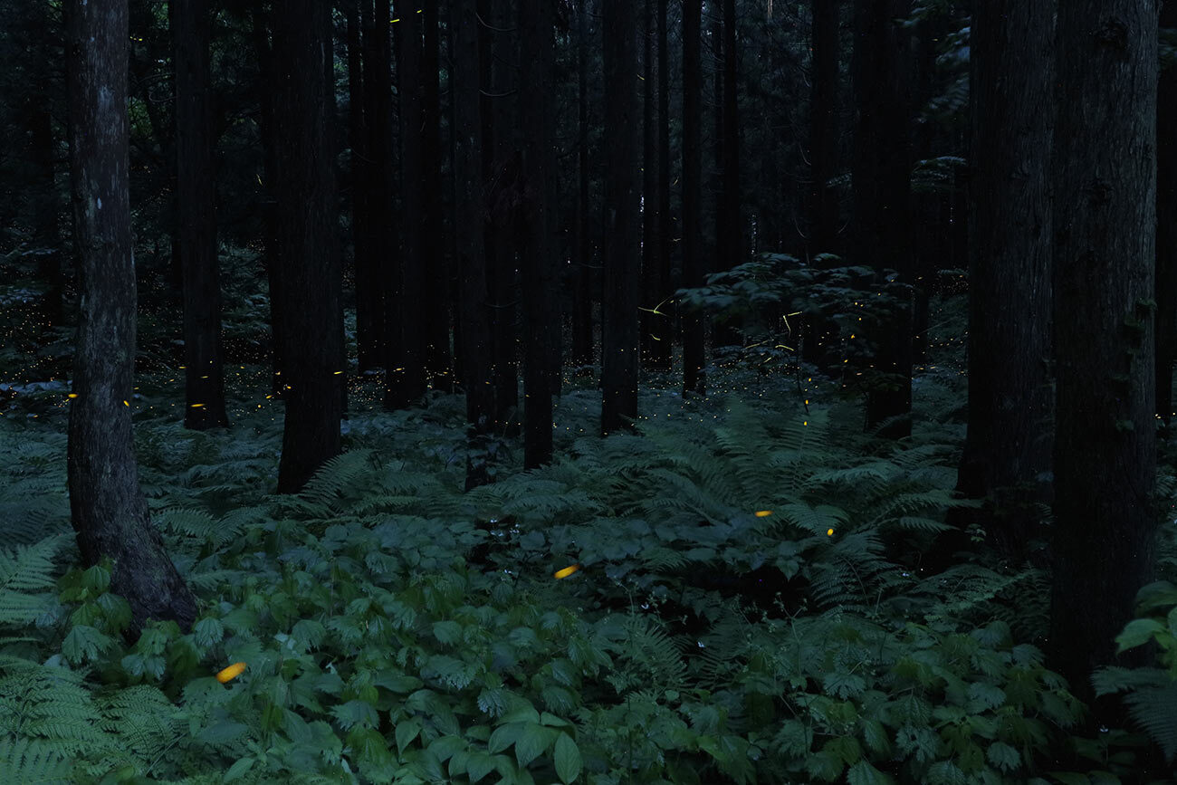 豪雨直後の林にて: 里山讃歌 (新館)