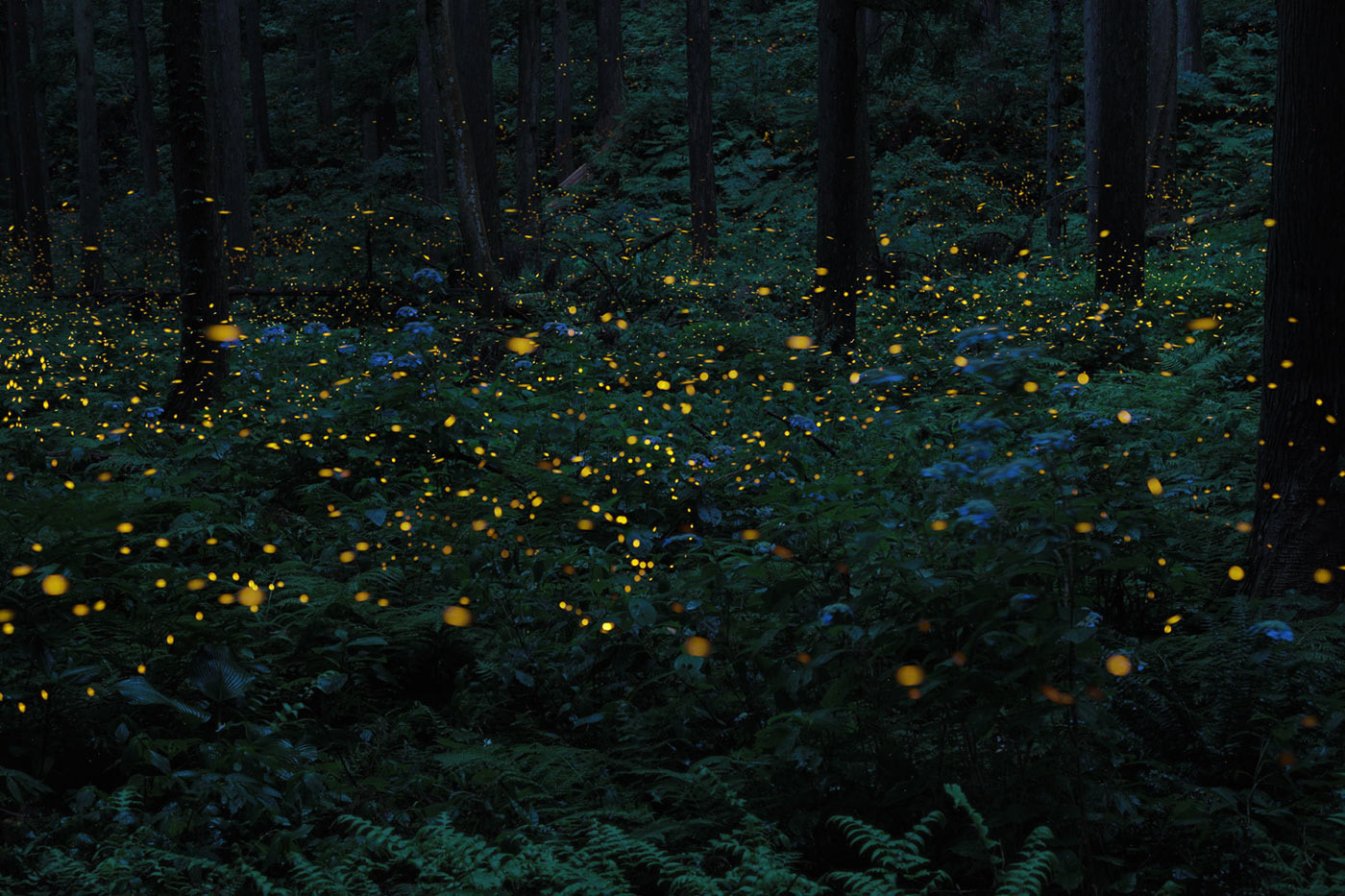 ガクアジサイとホタル: 里山讃歌 (新館)